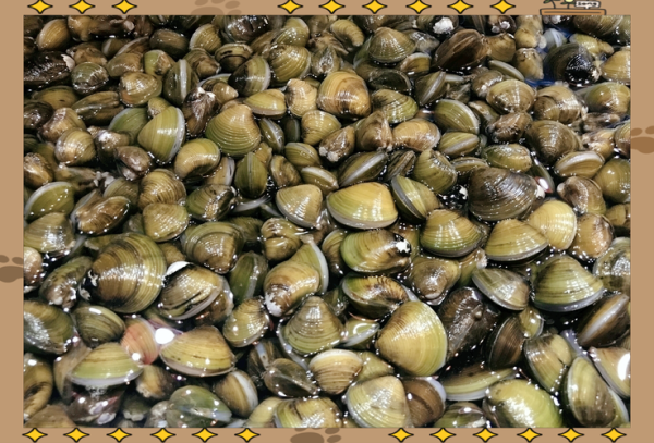 河蚬怎么清洗_河蚬怎么做好吃-第2张图片-山城妙识