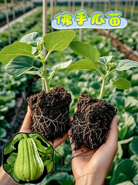 佛手瓜苗怎么种_佛手瓜苗多久能收获-第1张图片-山城妙识