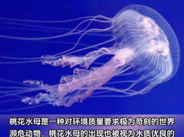 桃花水母有毒吗_桃花水母分布在哪里-第1张图片-山城妙识 桃花水母有毒吗_桃花水母分布在哪里-第1张图片-山城妙识