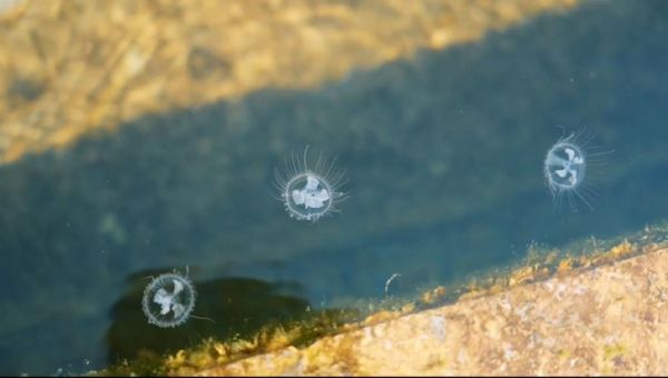 桃花水母有毒吗_桃花水母分布在哪里-第2张图片-山城妙识 桃花水母有毒吗_桃花水母分布在哪里-第2张图片-山城妙识