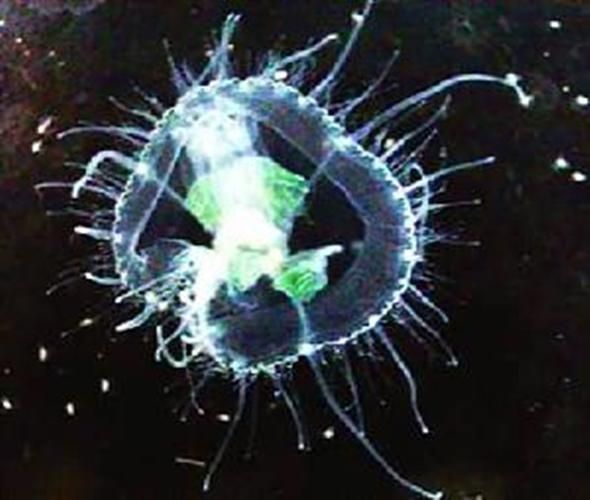 桃花水母有毒吗_桃花水母分布在哪里-第3张图片-山城妙识 桃花水母有毒吗_桃花水母分布在哪里-第3张图片-山城妙识