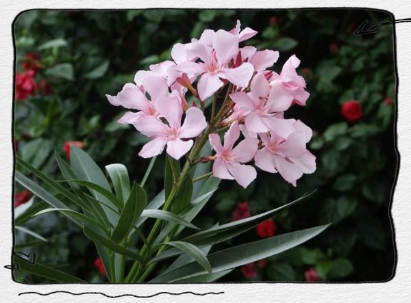 十大致癌花卉有哪些_致癌花卉名单-第2张图片-山城妙识