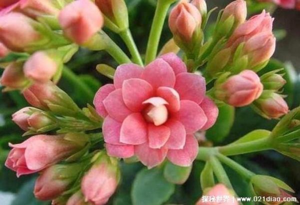 十大致癌花卉有哪些_致癌花卉名单-第3张图片-山城妙识