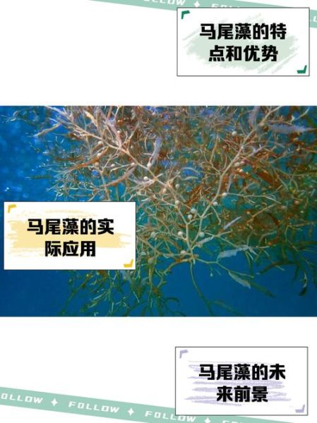 马尾藻的功效与作用_马尾藻怎么吃效果最好-第1张图片-山城妙识