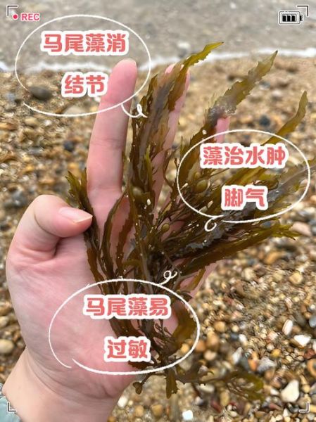 马尾藻的功效与作用_马尾藻怎么吃效果最好-第2张图片-山城妙识