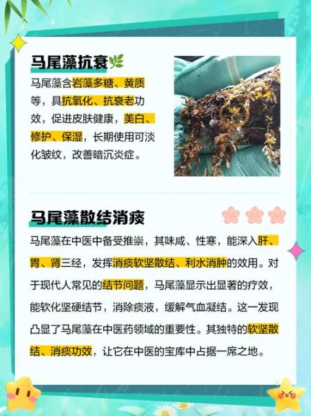 马尾藻的功效与作用_马尾藻怎么吃效果最好-第3张图片-山城妙识