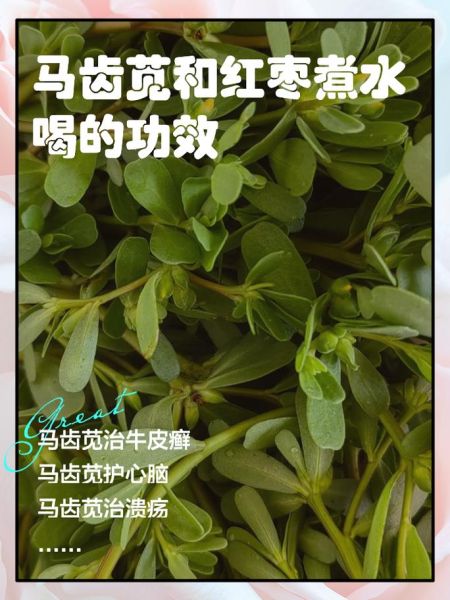 马齿苋晒干熬水喝的功效_马齿苋干煮水能天天喝吗-第1张图片-山城妙识