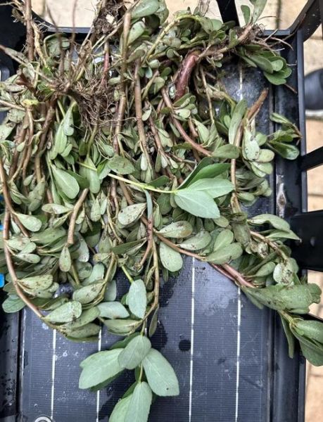 马齿苋晒干熬水喝的功效_马齿苋干煮水能天天喝吗-第2张图片-山城妙识