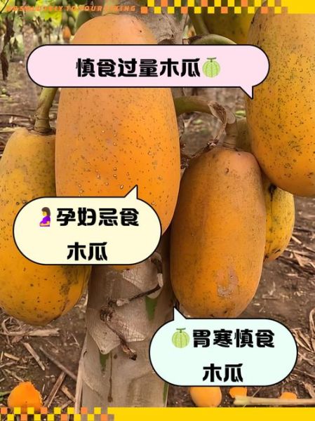 每天一个木瓜害处_木瓜吃多了有什么副作用-第1张图片-山城妙识 每天一个木瓜害处_木瓜吃多了有什么副作用-第1张图片-山城妙识