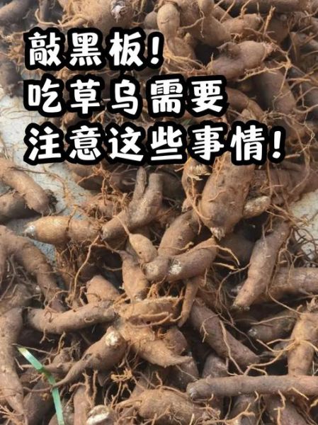 草乌的功效与作用_草乌的毒副作用有哪些-第1张图片-山城妙识