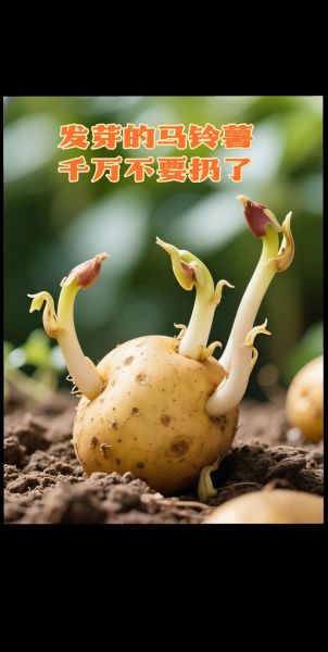 洋芋怎么保存不发芽_洋芋发芽还能吃吗-第3张图片-山城妙识