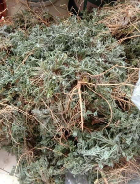 白蒿泡水喝的功效孕妇_孕妇能喝白蒿水吗-第1张图片-山城妙识