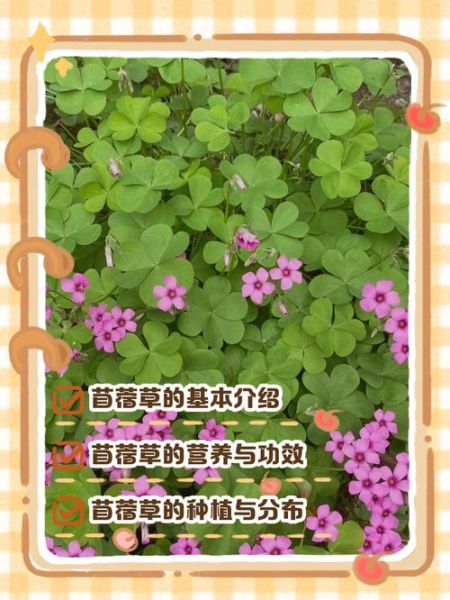 苜蓿是什么_苜蓿的营养价值有哪些-第3张图片-山城妙识