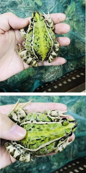 黑斑蛙怎么养_黑斑蛙吃什么-第1张图片-山城妙识