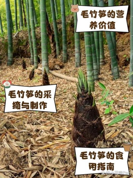 毛笋怎么保存_毛笋图片大全-第1张图片-山城妙识