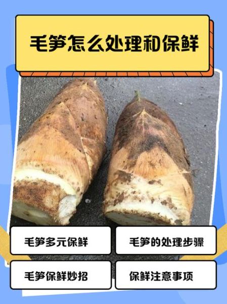 毛笋怎么保存_毛笋图片大全-第2张图片-山城妙识