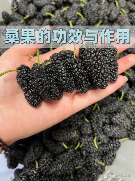 桑树果子的功效与作用_桑树果子怎么吃最养生-第2张图片-山城妙识