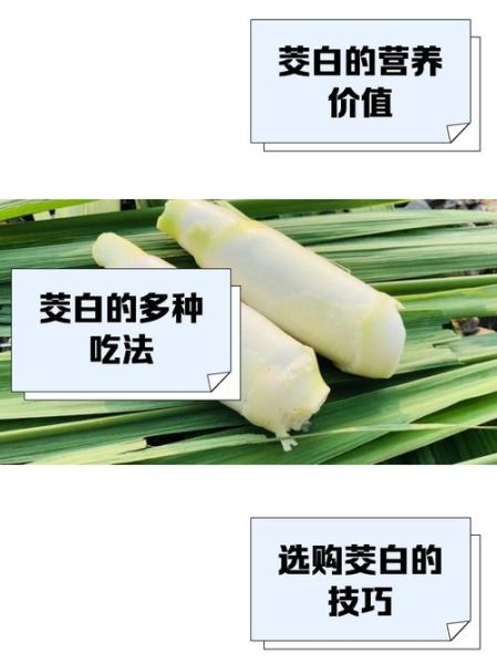 茭白有什么营养价值_茭白热量高吗-第2张图片-山城妙识