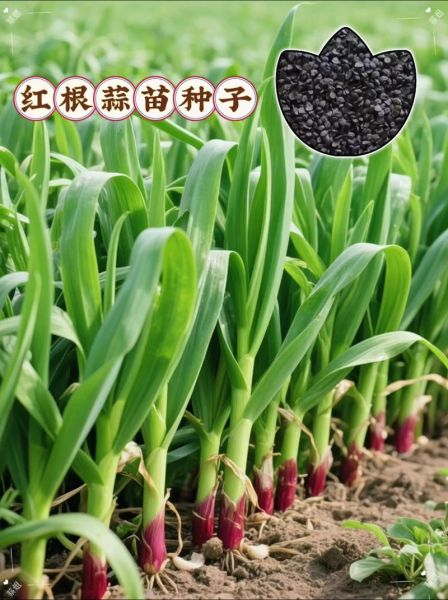 蒜苗图片大全大图_如何挑选新鲜蒜苗-第2张图片-山城妙识