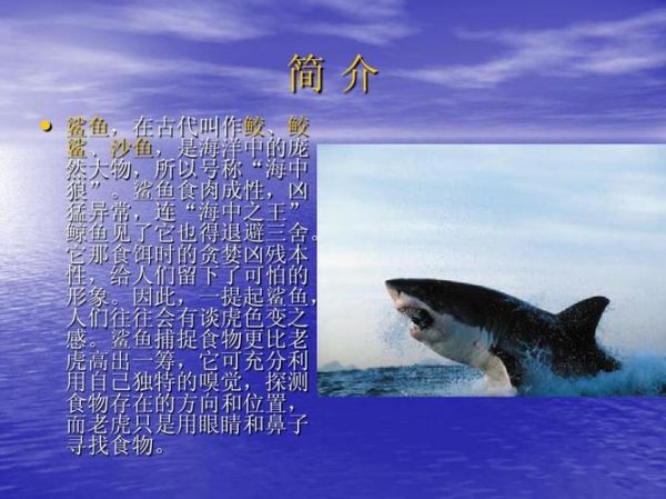 霸王鲨怎么养_霸王鲨能长多大-第2张图片-山城妙识