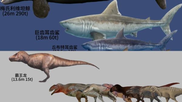 霸王鲨怎么养_霸王鲨能长多大-第1张图片-山城妙识