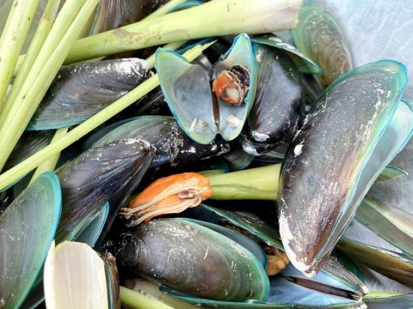 淡菜图片大全大图_淡菜和青口贝有什么区别-第2张图片-山城妙识