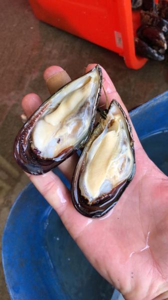 淡菜图片大全大图_淡菜和青口贝有什么区别-第3张图片-山城妙识