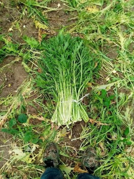 雪里红长什么样_雪里红高清大图哪里找-第1张图片-山城妙识