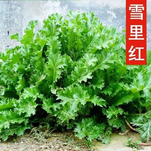 雪里红长什么样_雪里红高清大图哪里找-第2张图片-山城妙识