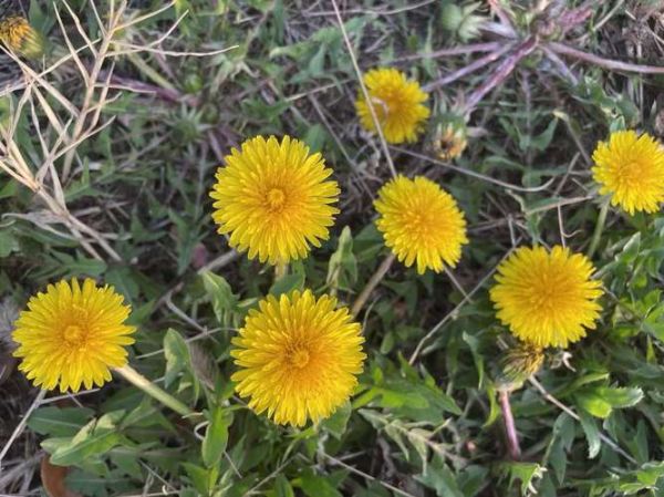 蒲公英花图片大全大图_如何拍摄高清蒲公英特写-第2张图片-山城妙识 蒲公英花图片大全大图_如何拍摄高清蒲公英特写-第2张图片-山城妙识