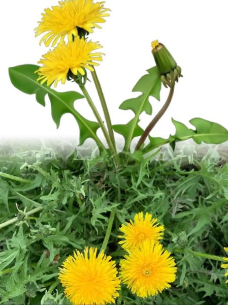 蒲公英花图片大全大图_如何拍摄高清蒲公英特写-第3张图片-山城妙识 蒲公英花图片大全大图_如何拍摄高清蒲公英特写-第3张图片-山城妙识