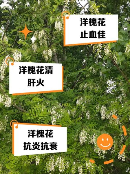 槐花有什么功效与作用_槐花泡水喝的好处-第1张图片-山城妙识 槐花有什么功效与作用_槐花泡水喝的好处-第1张图片-山城妙识