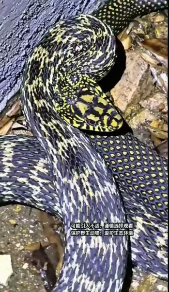 大王蛇有毒吗_被咬了怎么办-第1张图片-山城妙识