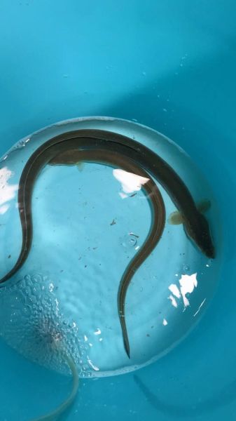 青鲇鱼图片_青鲇鱼长什么样-第2张图片-山城妙识