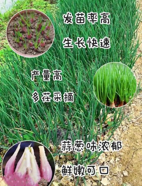 红葱头怎么种_红葱头种植时间和方法-第3张图片-山城妙识