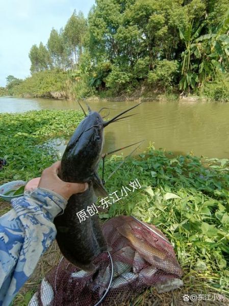 青鲇鱼图片_青鲇鱼长什么样-第3张图片-山城妙识