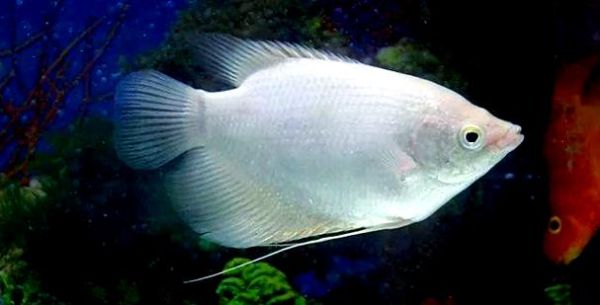 招财鱼寿命有多长_如何延长招财鱼寿命-第2张图片-山城妙识