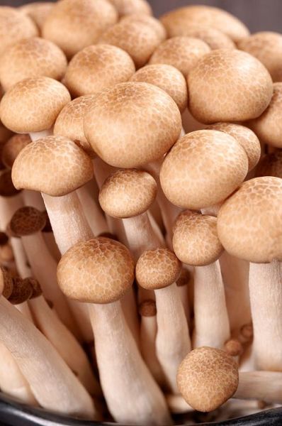 蟹味菇图片_蟹味菇怎么挑选-第3张图片-山城妙识