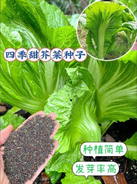 春芥菜怎么种_春芥菜几月播种-第2张图片-山城妙识