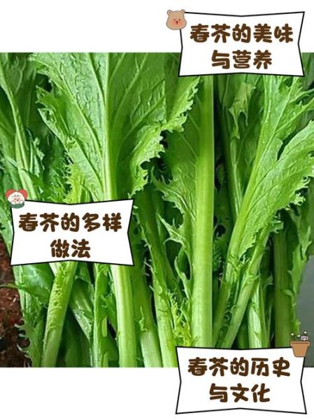 春芥菜怎么种_春芥菜几月播种-第1张图片-山城妙识