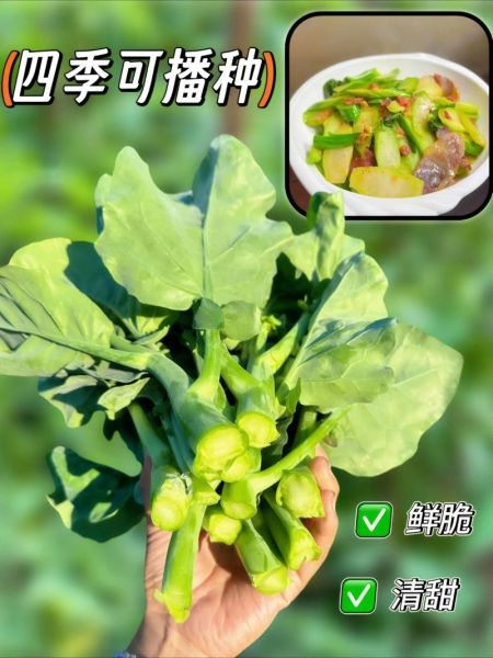 春芥菜怎么种_春芥菜几月播种-第3张图片-山城妙识