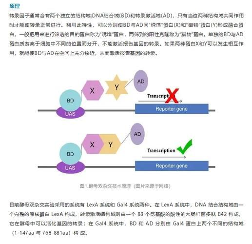 酵母双杂交实验原理_酵母双杂交常见问题-第1张图片-山城妙识