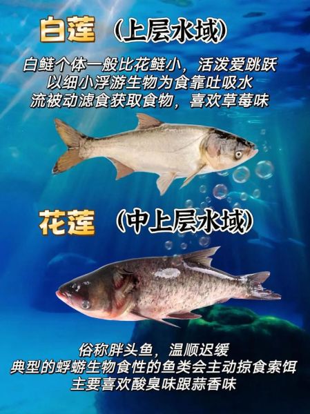 鲢鱼和鳙鱼哪个好吃_口感营养大比拼-第3张图片-山城妙识