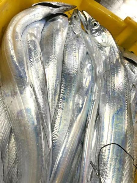 带鱼图片大全大图_带鱼高清图鉴怎么拍-第3张图片-山城妙识