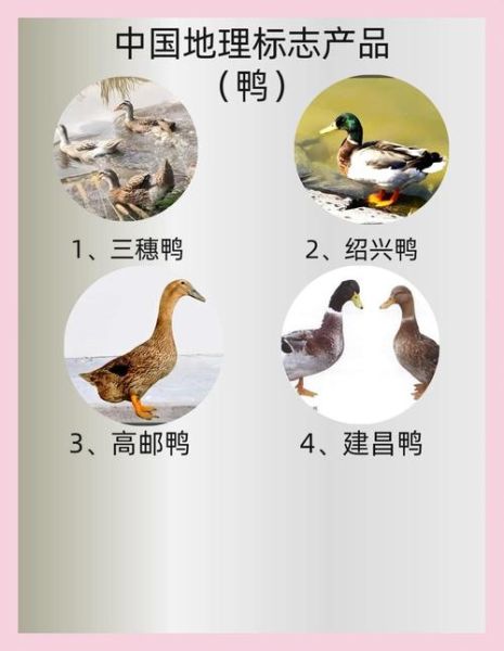 鸭子菜谱100道菜名_如何挑选鸭品种-第2张图片-山城妙识 鸭子菜谱100道菜名_如何挑选鸭品种-第2张图片-山城妙识