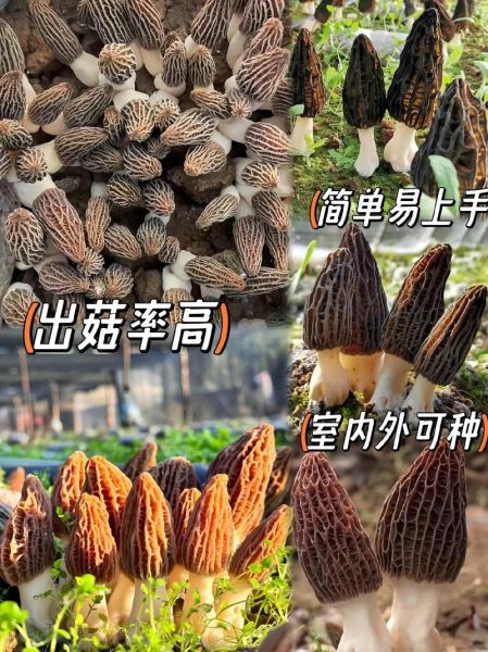 羊肚菌一亩地能产多少斤_如何提高亩产量-第1张图片-山城妙识