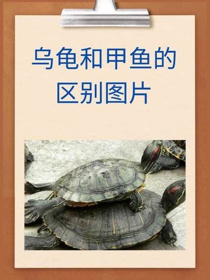 鳖和乌龟的区别_鳖和乌龟哪个寿命长-第1张图片-山城妙识