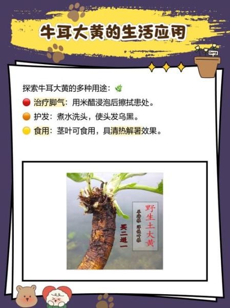 牛耳朵大黄的功效与禁忌_哪些人不能吃-第1张图片-山城妙识