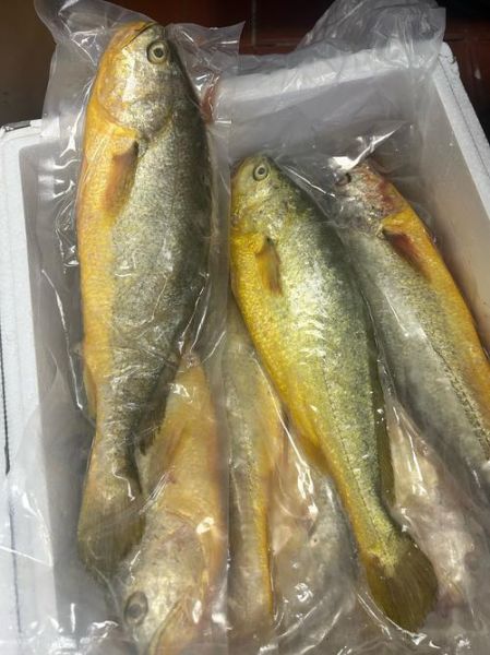 黄鱼高清图片大全_黄鱼图片怎么拍才清晰-第1张图片-山城妙识 黄鱼高清图片大全_黄鱼图片怎么拍才清晰-第1张图片-山城妙识