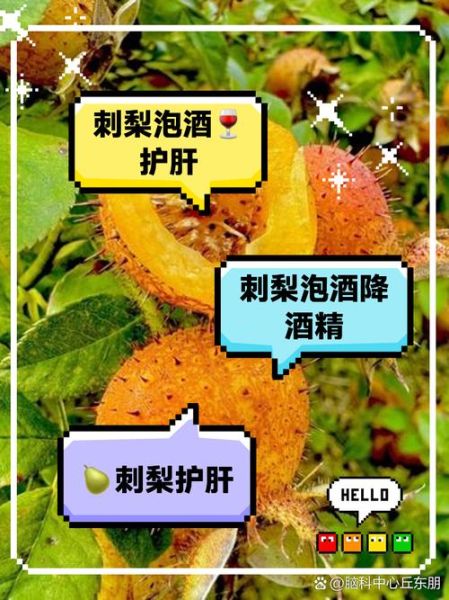 刺梨泡水喝的功效与作用_刺梨泡水怎么喝最有效-第2张图片-山城妙识 刺梨泡水喝的功效与作用_刺梨泡水怎么喝最有效-第2张图片-山城妙识